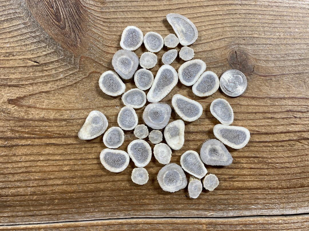 Lot of Fallow Deer Antler Slices - 33 Pieces - Small-extra Large - Lot ...