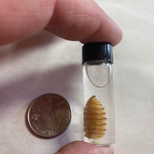 Wet Preserved Bot Fly Larva - Jarred Specimen - Mature - 1 Vial - Stock ...
