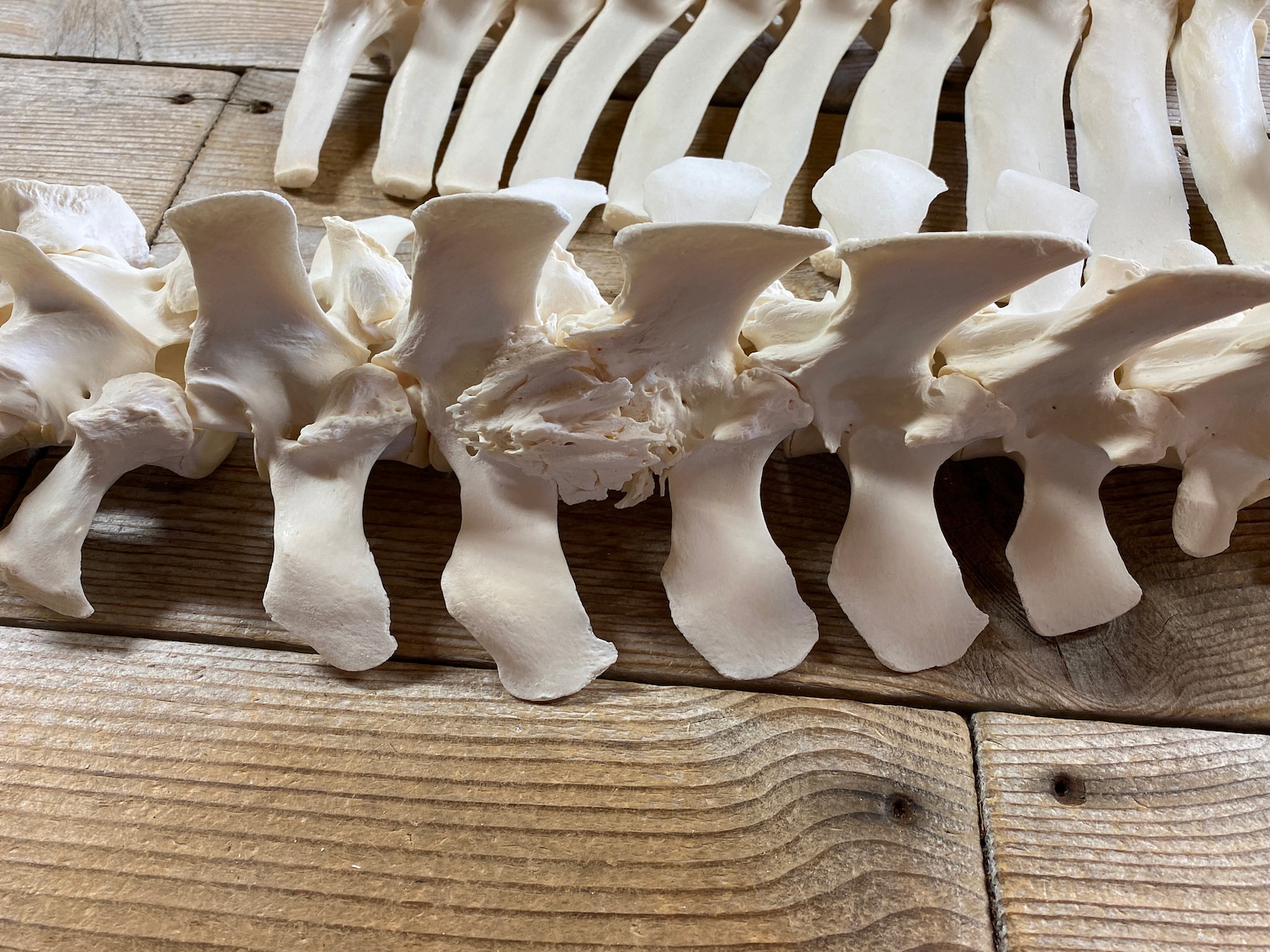 Pig Vertebrae Bones - Full Spinal Set - Pathological - Lot No. 211107 ...