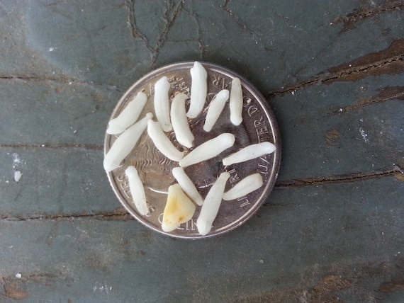 EXTRA Small Real Animal Teeth Assorted Species 25 Pieces | Etsy