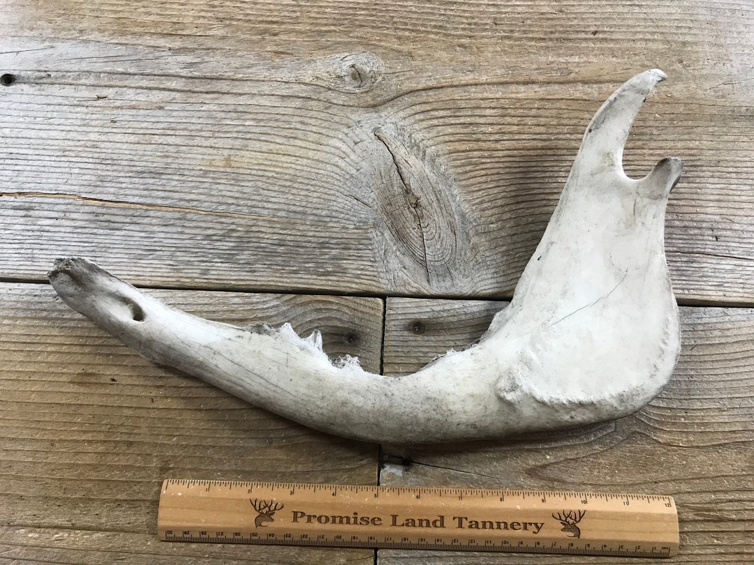Nature Cleaned Old Cow Lower Jaw Bone - Lot No. 201015-ZZ - Etsy