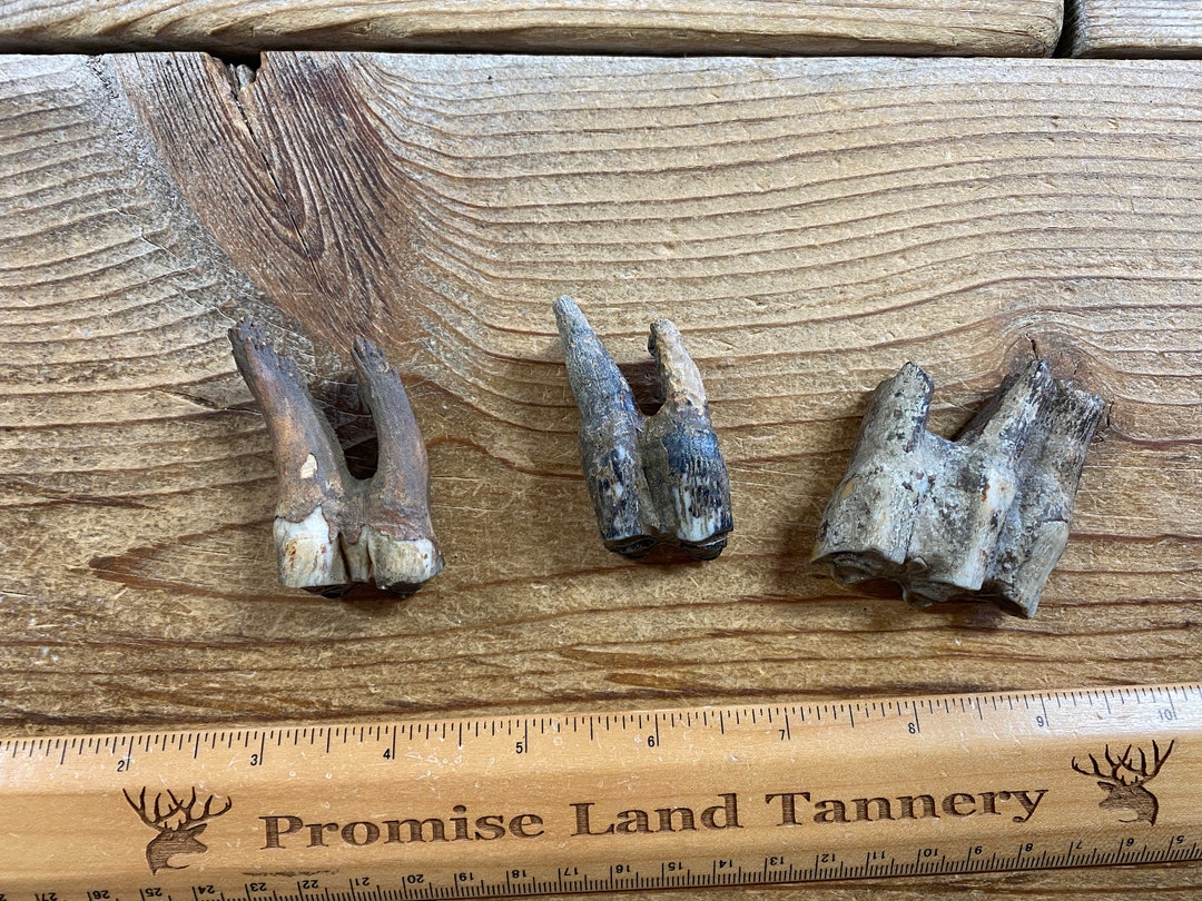 Lot of 3 Fossil Bison Teeth - Nebraska - Lot No. 220921-YY - Etsy