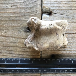 Nature Cleaned Cow Astragalus Bone Talus Tali Knuckle Bone Lot No ...