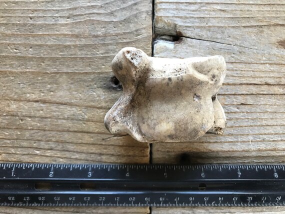 Nature Cleaned Cow Astragalus Bone Talus Tali Knuckle Bone - Etsy