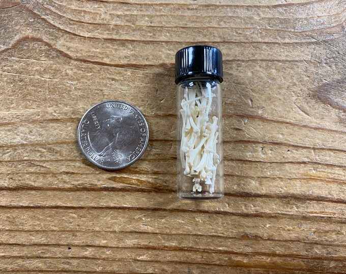 Cleaned Coyote Radius Bones Leg Bones Real Bones 4 Assorted Pieces ...