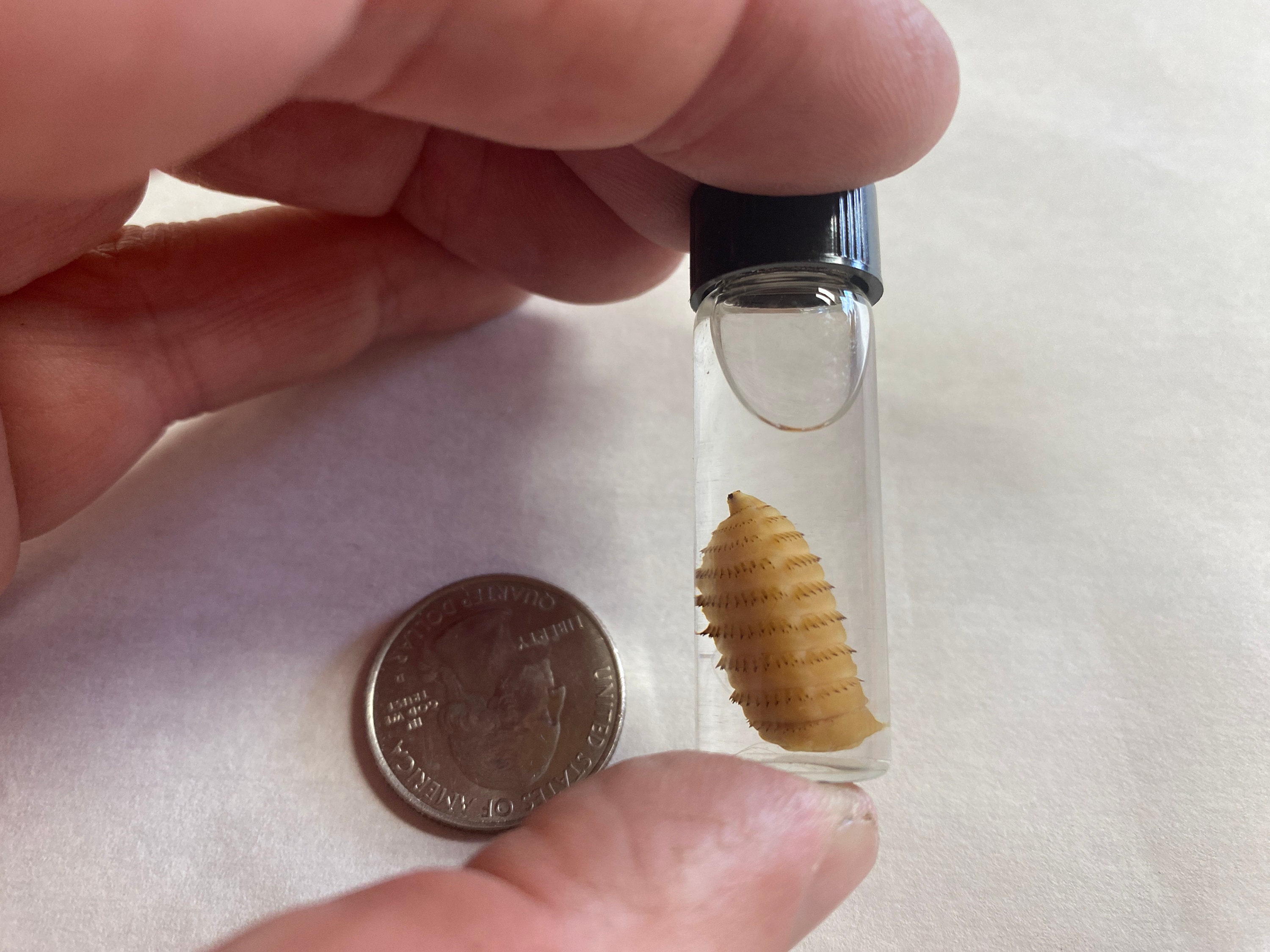 Wet Preserved Bot Fly Larva - Jarred Specimen - Mature - 1 Vial - Stock ...