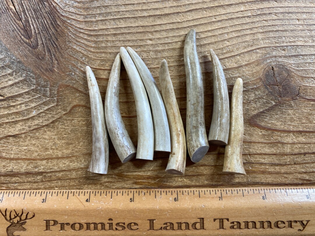 Deer Antler Points - Drilled Your Way - Lot No. 230126-EE - Etsy