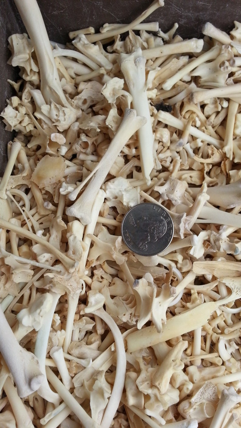 Real Domestic Rabbit Bones or Teeth Your Choice Assorted | Etsy