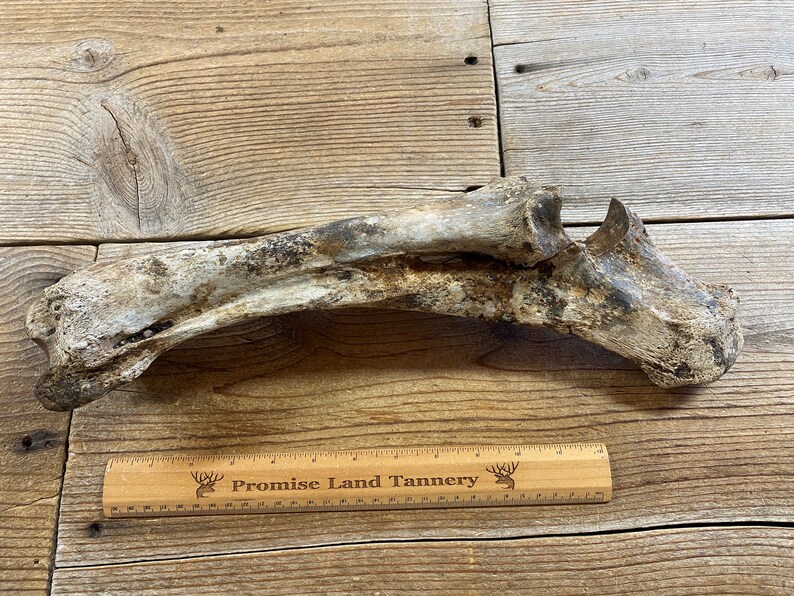 Fossil Bison Radius Ulna Bone Nebraska Lot No. 221203-DD - Etsy