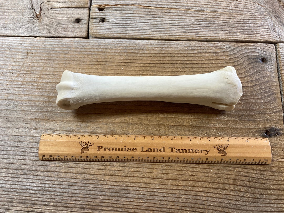 One Horse Cannon Leg Bone Real Bone Lot No. 211114-OO - Etsy
