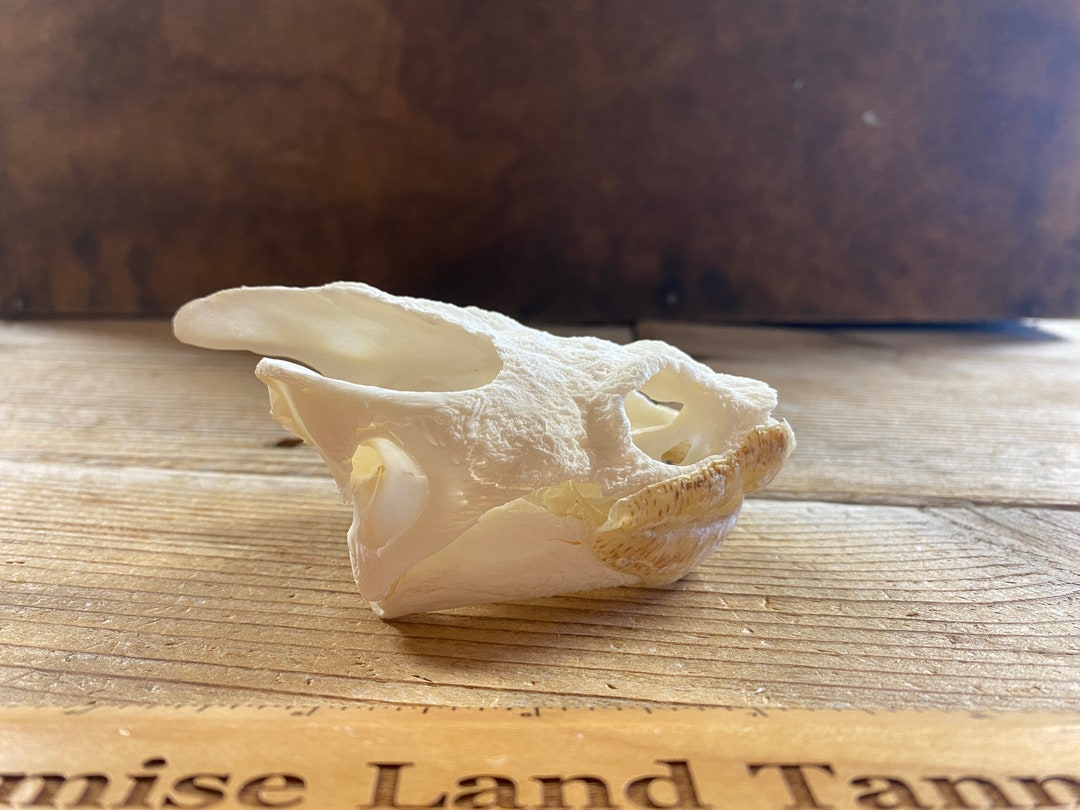 Snapping Turtle Skull Collector Quality Chelydra Serpentina Lot No ...