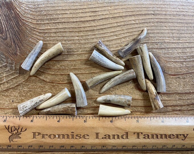 Twenty-five (25) 2 1/2" Whitetail Deer Antler Tine Tips for Arts ...