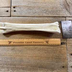 One Horse Cannon Leg Bone Real Bone Lot No. 211114-MM - Etsy