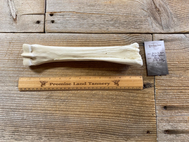 One Horse Cannon Leg Bone Real Bone Lot No. 211114-MM | Etsy