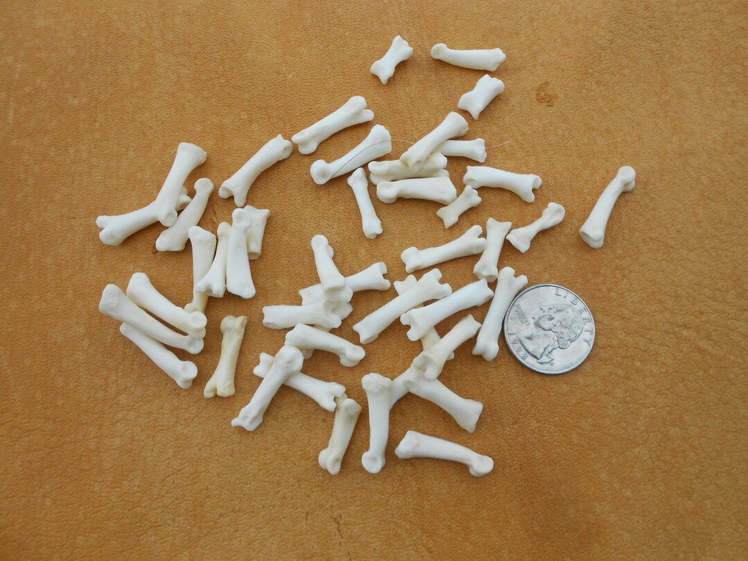 Small Coyote Toe Bones - Real Bones - Undrilled - 20 Assorted Pieces ...