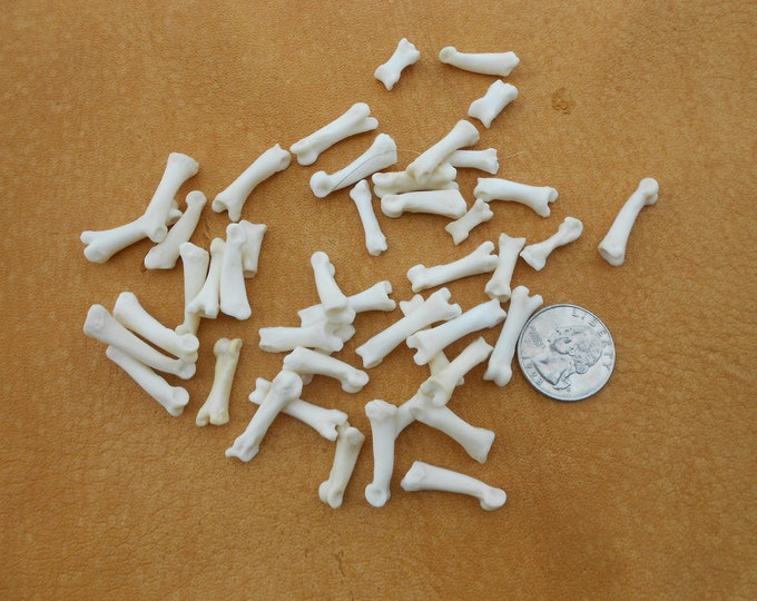 Small Coyote Toe Bones - Real Bones - Undrilled - 20 Assorted Pieces ...