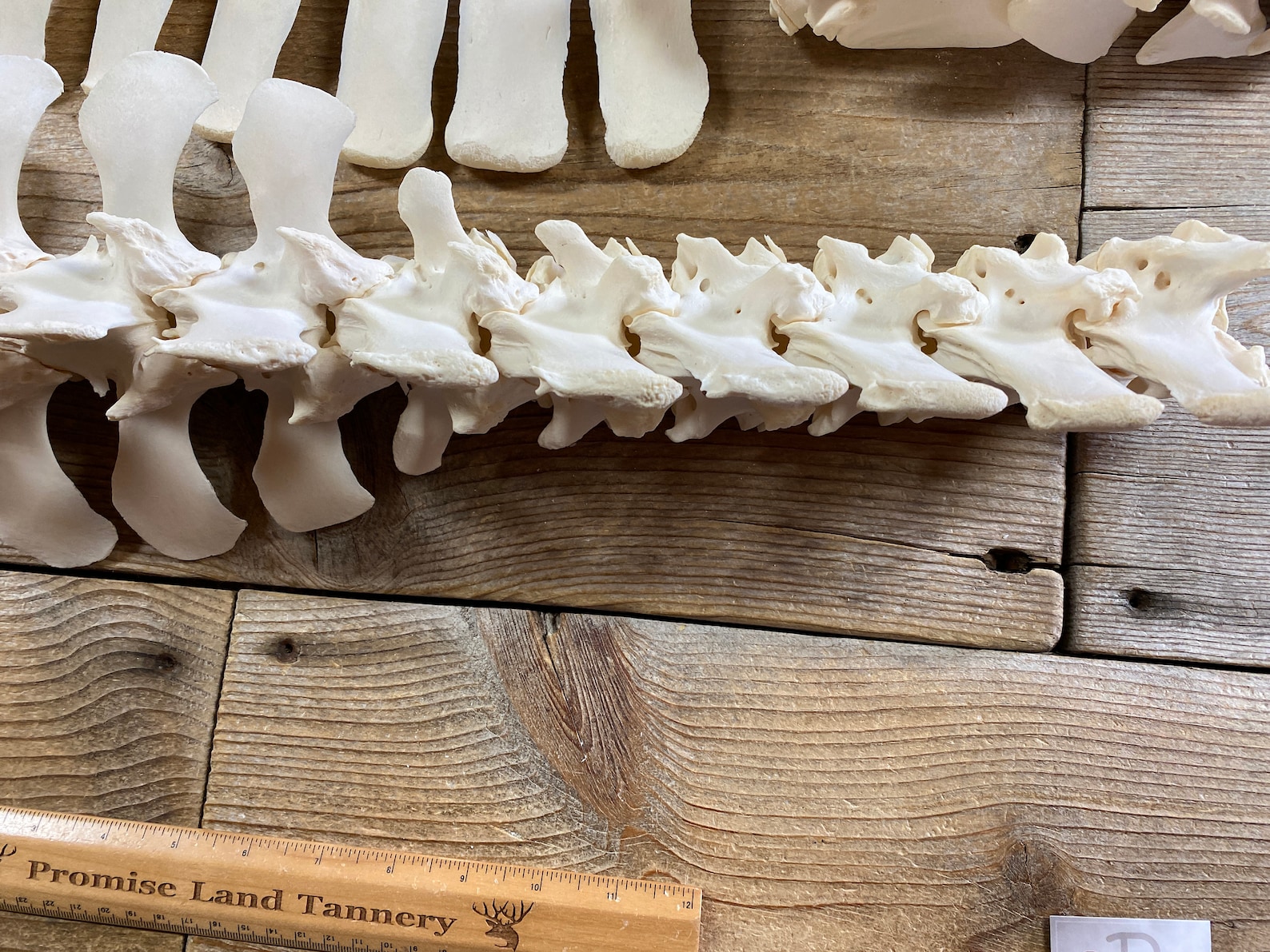 Pig Vertebrae Bones Full Spinal Set Pathological Lot No. - Etsy