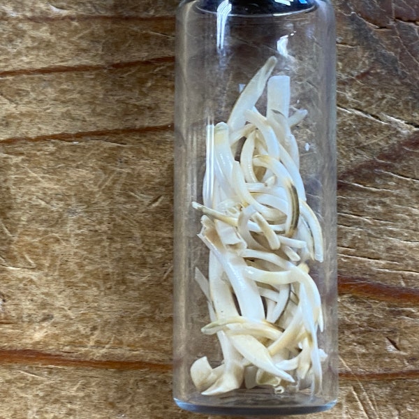 Mouse Teeth - Etsy