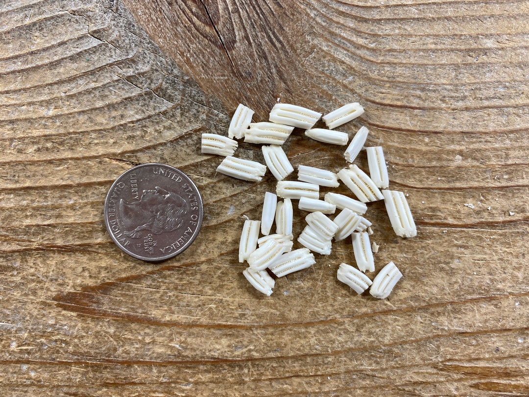 Muskrat Teeth Real Animal Teeth 30 Pieces Lot No. 210715-LLL - Etsy