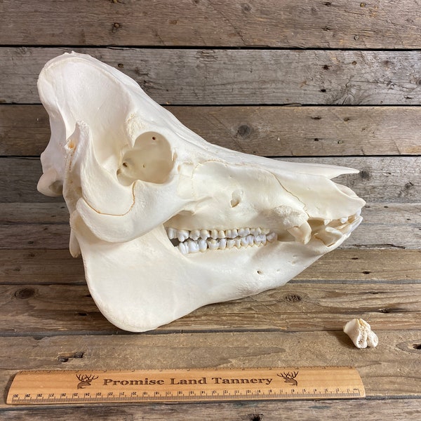 Pig Skulls - Etsy