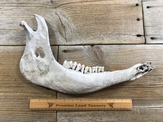 Cow Skeleton Jaw