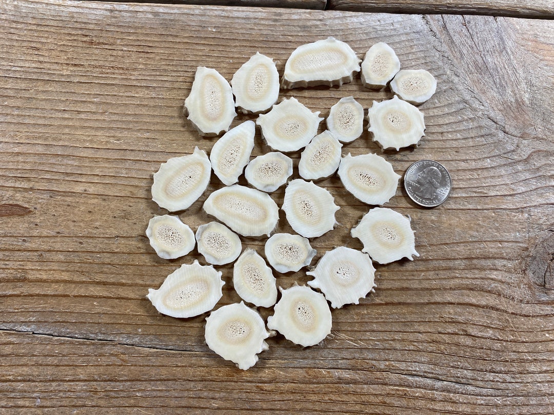 Deer Antler Slices 24 Matching Thin Cut Pieces Medium-extra Large Lot ...