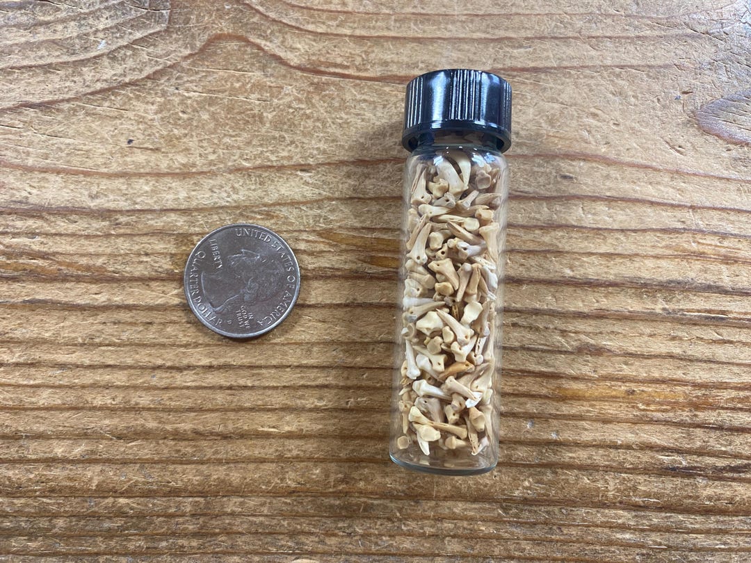 Vial of Rabbit Claw Bones - Real Bones - Lot No. 240425-GGG - Etsy