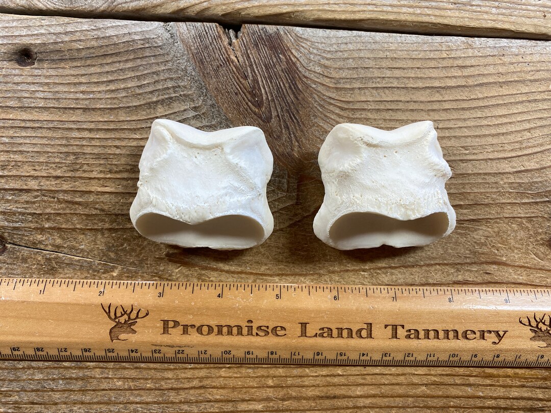 Horse Short Pastern Bones - Real Bone - Lot No. 220921-AA - Etsy