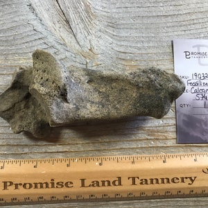 Fossil Bison Calcaneus Bone Nebraska Lot No. 190320-C | Etsy