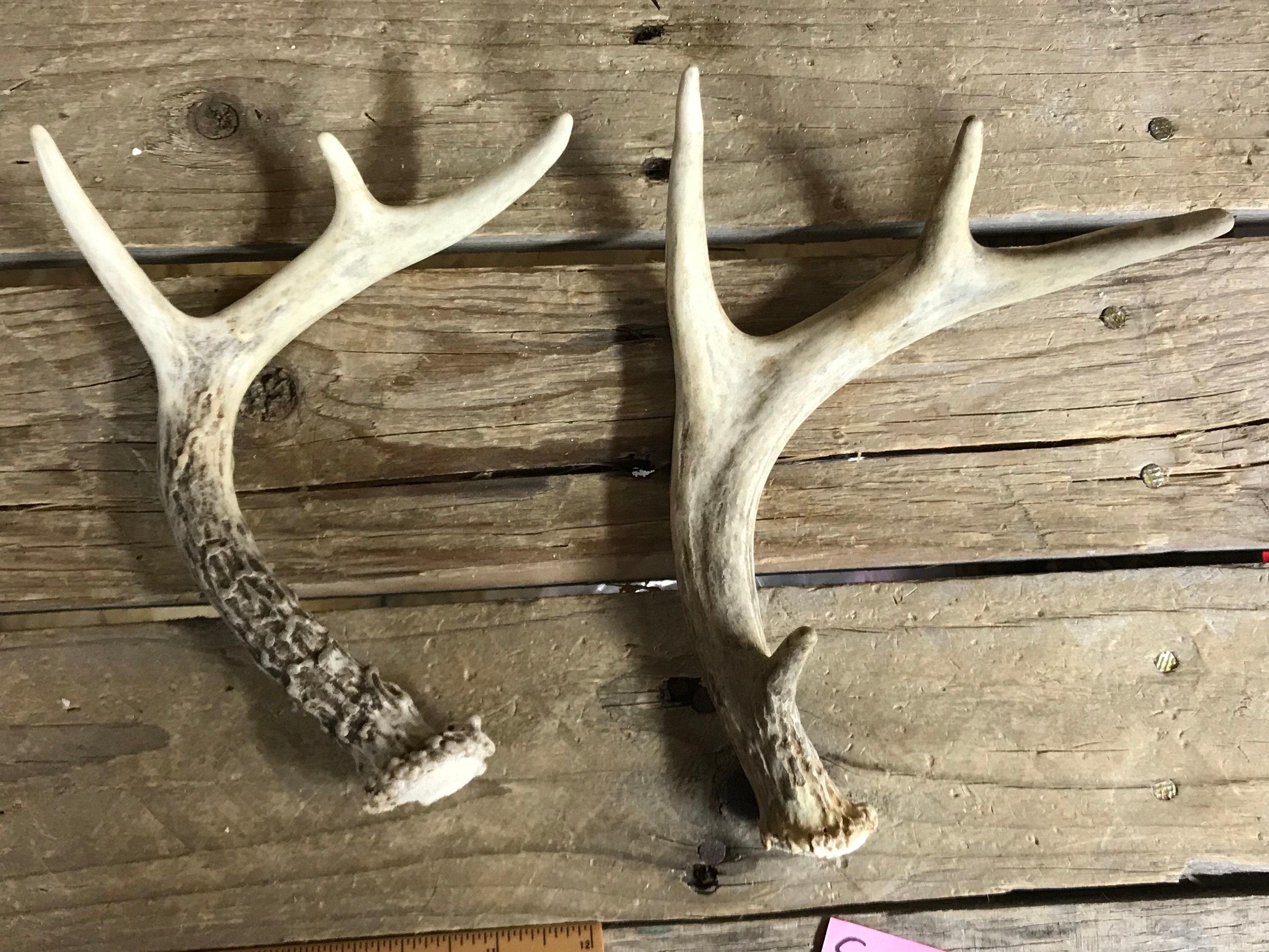 Small Deer Antler 3-4 Point Shed Whitetail Deer 1 Antler | Etsy