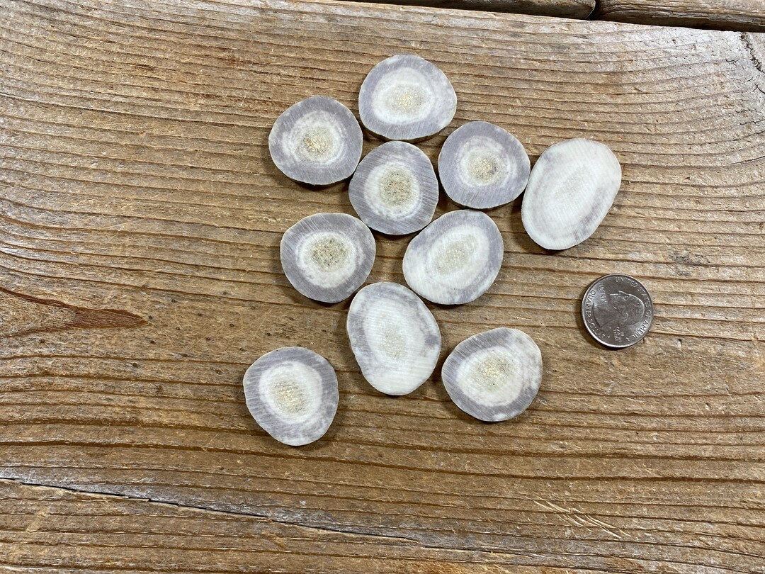 Deer Antler Slices - Matching - 10 Thin Cut Pieces - Extra Large - Lot ...