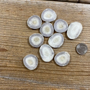 Deer Antler Slices - Matching - 10 Thin Cut Pieces - Extra Large - Lot ...