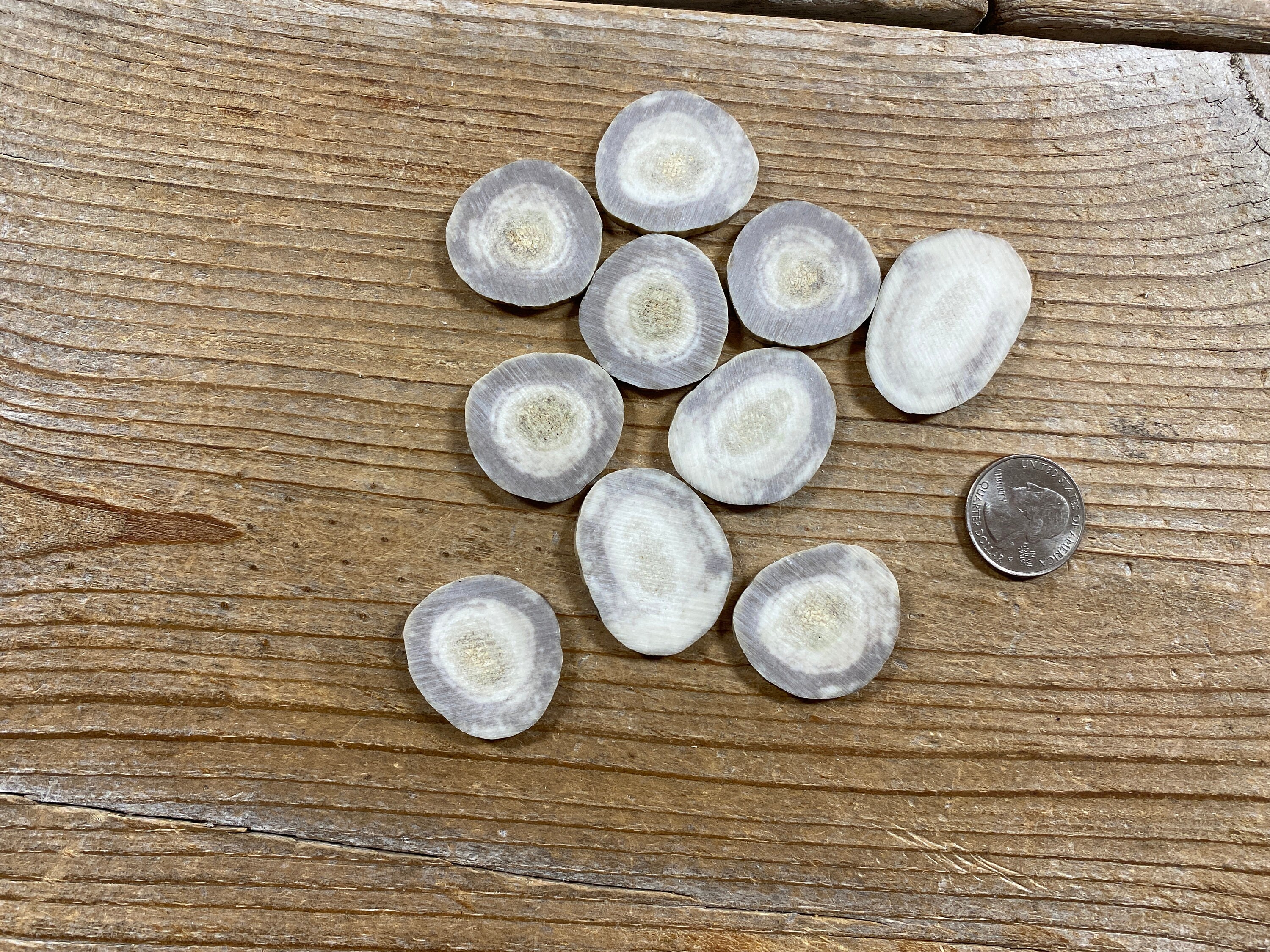 Deer Antler Slices - Matching - 10 Thin Cut Pieces - Extra Large - Lot ...