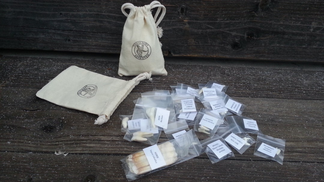Tooth Fairy Collection - 24 Species Tooth Assortment - Etsy