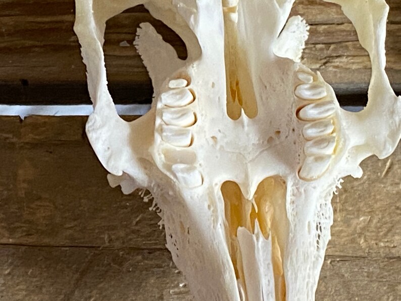 Craft Grade English Lop Rabbit Skull Real Bones Lot No. | Etsy