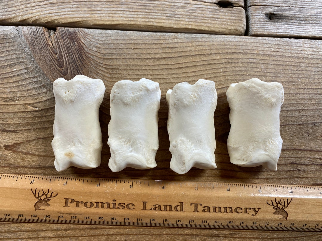 American Bison Toe Bones - Real Bones - Lot No. 220901-GG - Etsy