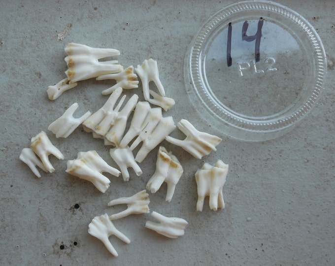 Lot of 18 Domestic Sheep and Goat Molar Teeth Lot No. E14 - Etsy