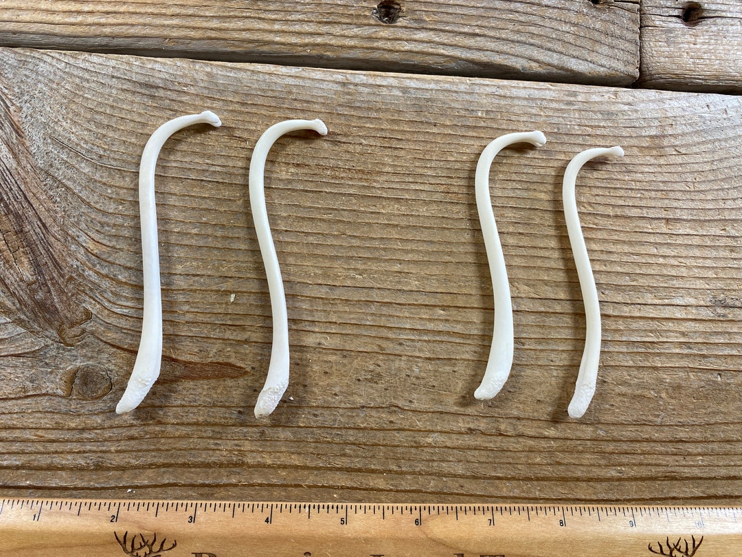 Baculum Bones - 2 Visual Pairs - Raccoon - Real Bones - Lot No. 230730 ...