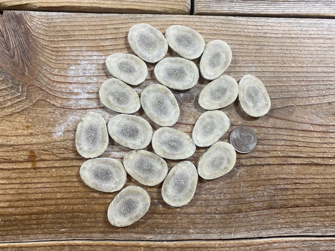 Lot of Elk Antler Slices - 18 Matching Thin Slices - Extra Large - Lot ...