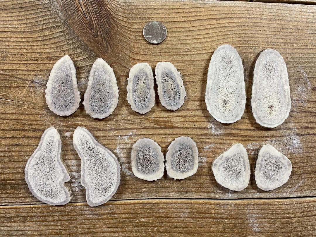 Lot of Elk Antler Slices - 6 Pairs - Thin Cut Slices - Jumbo - Lot No ...