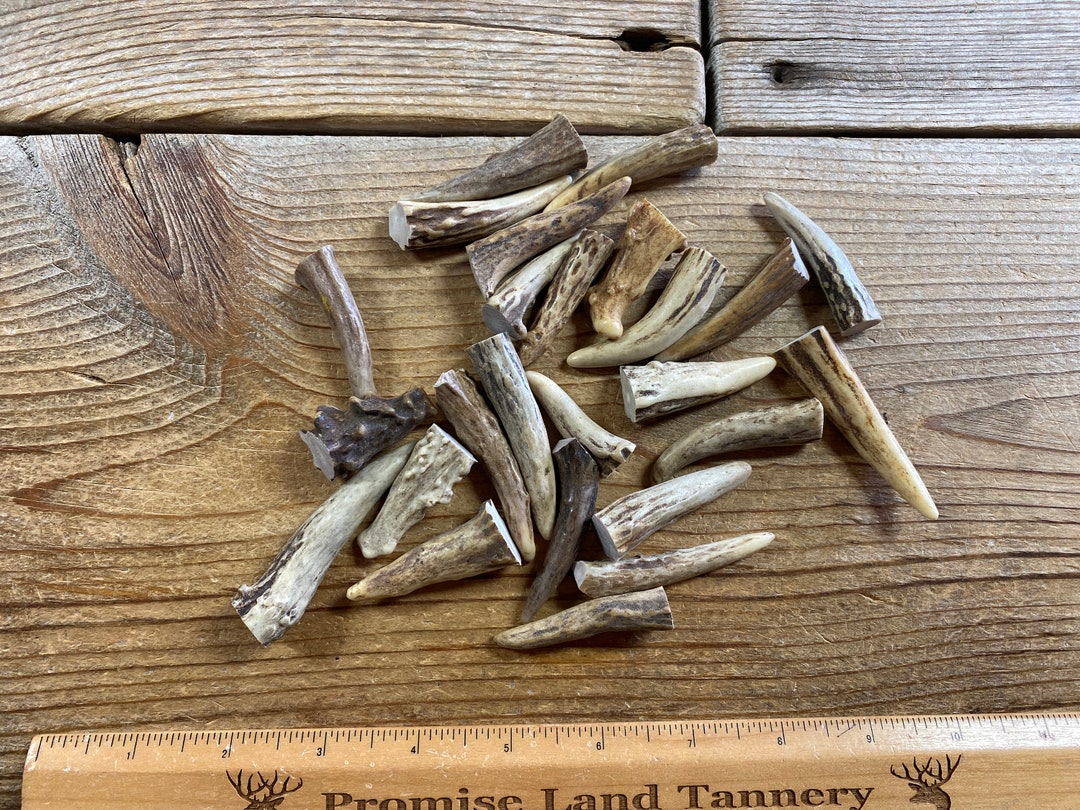 Deer Antler Points Tips 1 3/8-2 5/8 Inches 25 Pieces Lot No. 220327-CCC ...