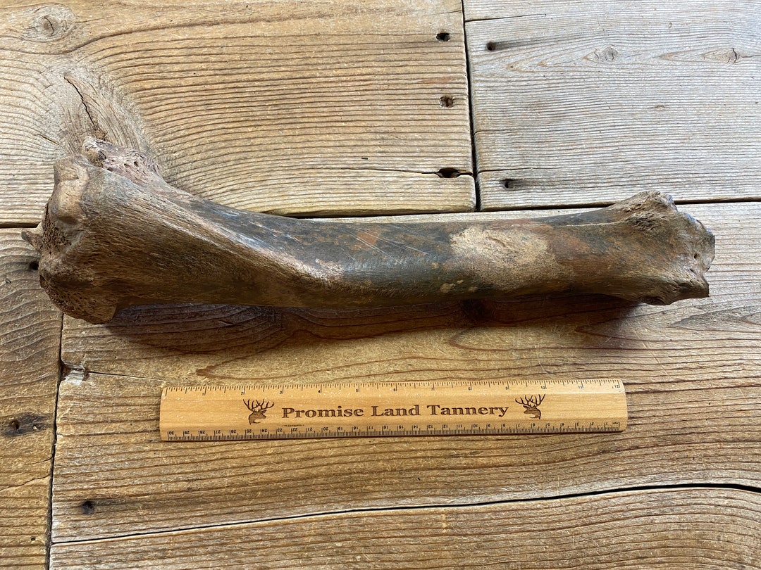 Fossil Bison Tibia Bone - Nebraska - Lot No. 221203-Y - Etsy