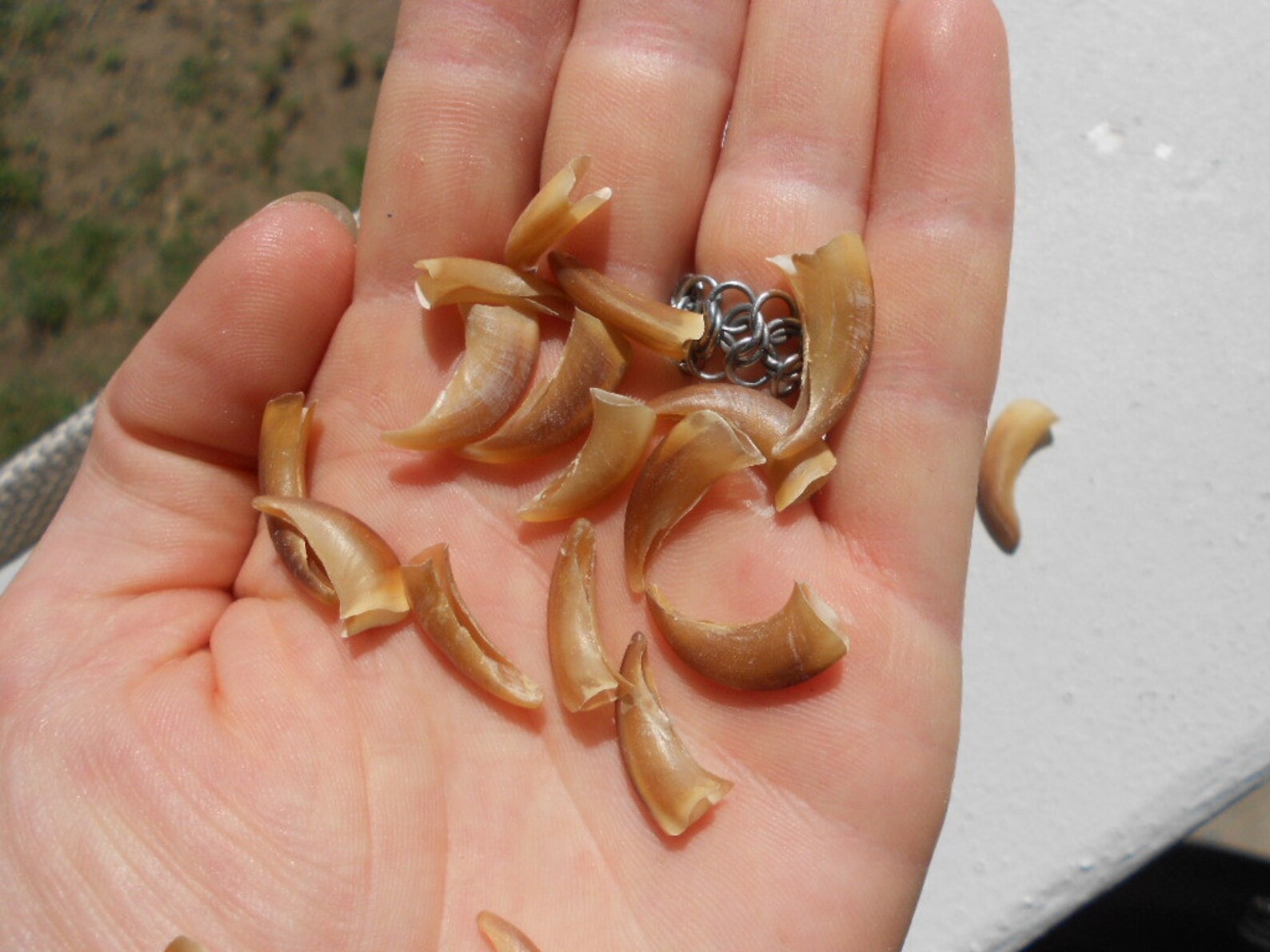 Real Coyote Claws - Natural Finish - CAPS Only - Bag of 10 Pieces ...