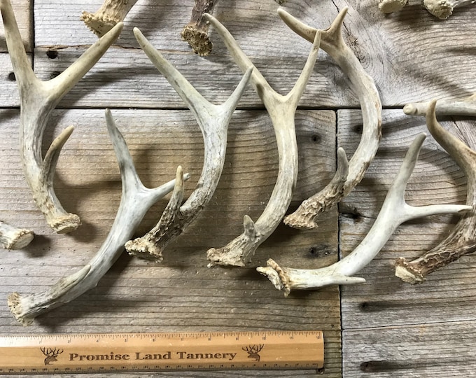 Small Deer Antler - 3 Point Shed - Whitetail Deer - 1 Antler - Stock No ...