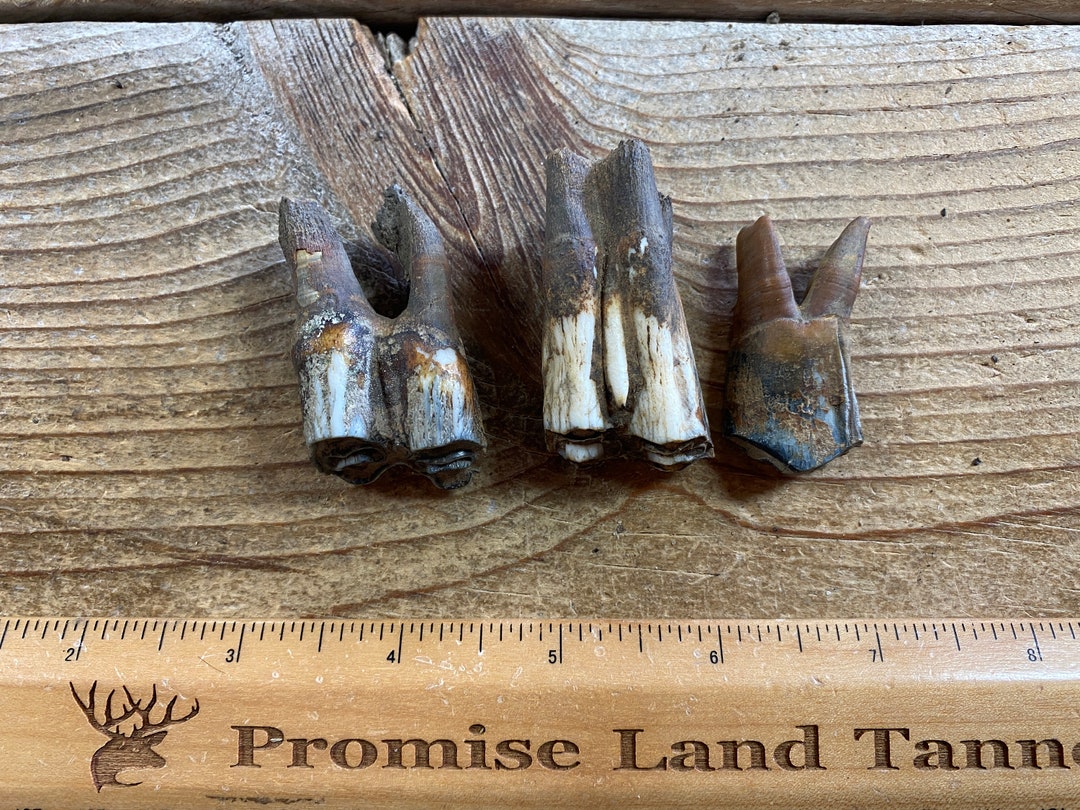Lot of 3 Fossil Large Mammal Teeth Nebraska Lot No. 220921-LLL - Etsy