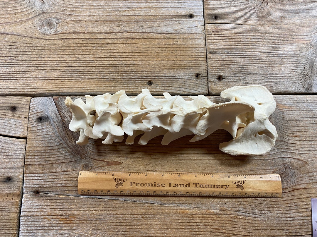 Jewelry Assortment of Goat Vertebrae Cervical Spine Section - Etsy