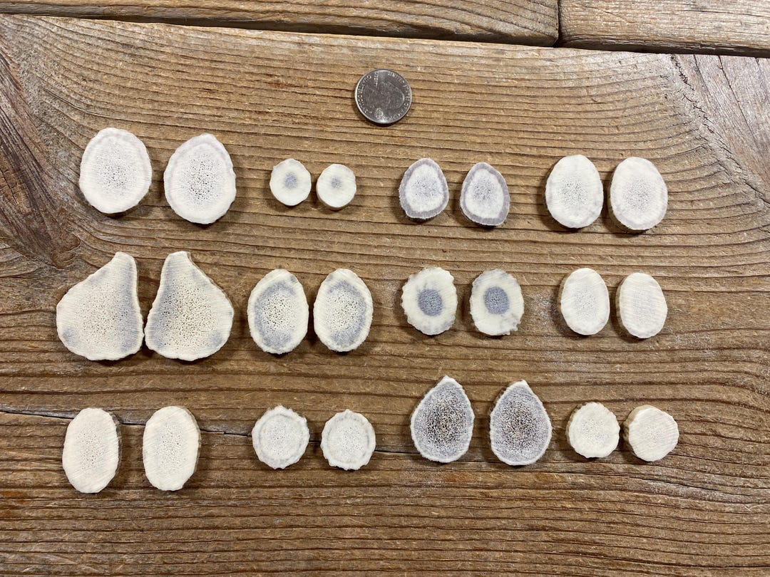 Lot of Elk Antler Slices - 12 Pairs - Small-extra Large - Lot No ...