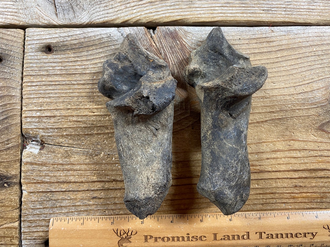 Lot of 2 Fossil Bison Calcaneus Bones - Nebraska - Lot No. 211028-Q - Etsy