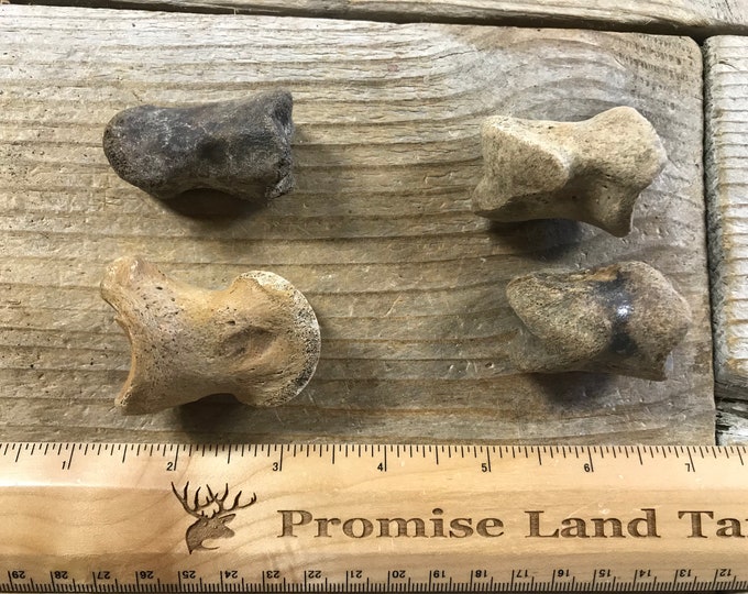 Lot of 4 Fossil Bison Toe Bones - Nebraska - Lot No. 190714-UU - Etsy
