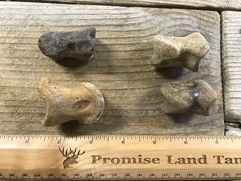 Lot of 4 Fossil Bison Toe Bones Nebraska Lot No. 190714-UU - Etsy